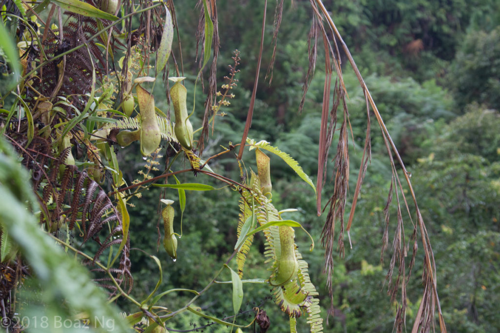 A Journey Through Sumatra - Part 3 (North Sumatra) - Fierce Flora