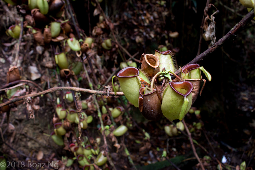 A Journey Through Sumatra - Part 2 (West Sumatra) - Fierce Flora
