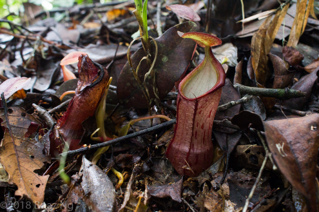 A Journey Through Sumatra - Part 3 (North Sumatra) - Fierce Flora