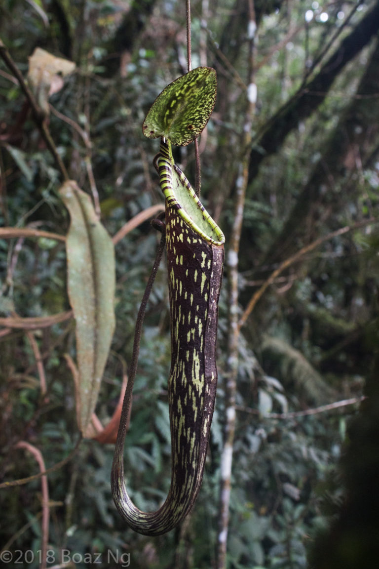 A Journey Through Sumatra - Part 3 (North Sumatra) - Fierce Flora