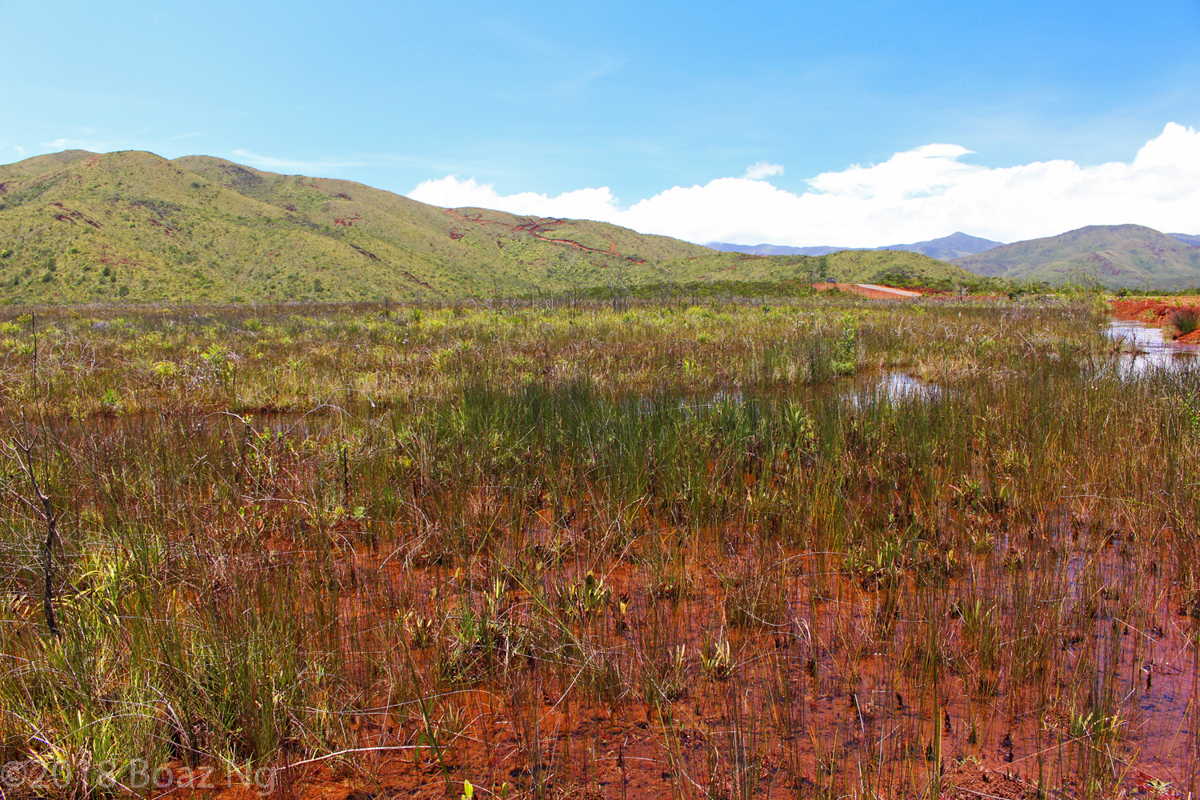 Plants in the wild: Drosera neocaledonica - Fierce Flora