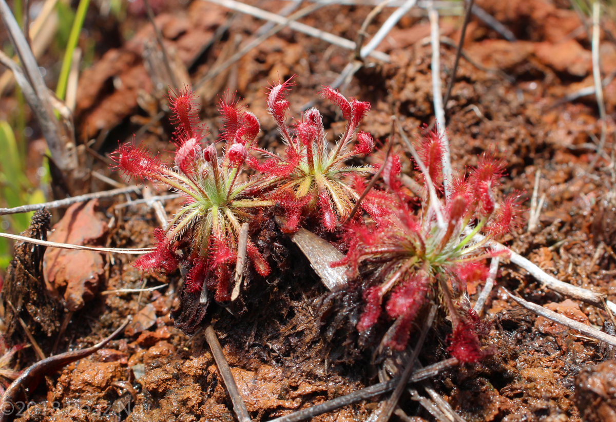 Plants in the wild: Drosera neocaledonica - Fierce Flora