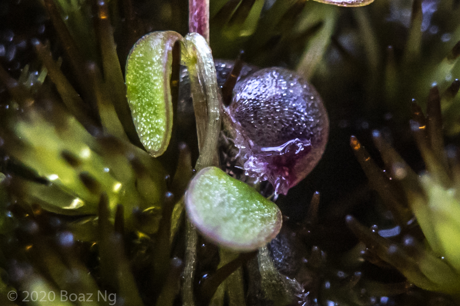 Utricularia grampiana - Fierce Flora