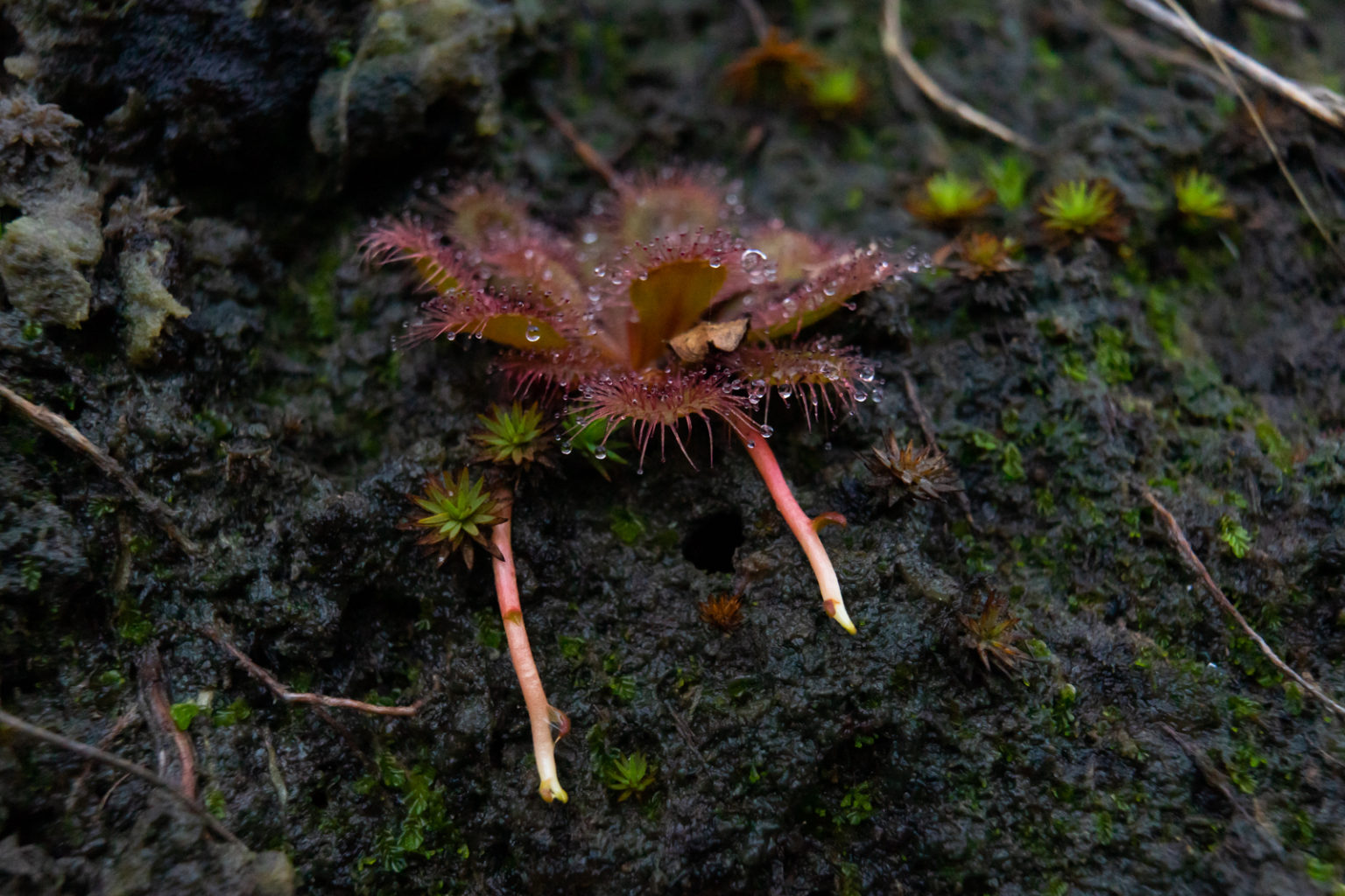 Drosera aberrans Species profile - Fierce Flora