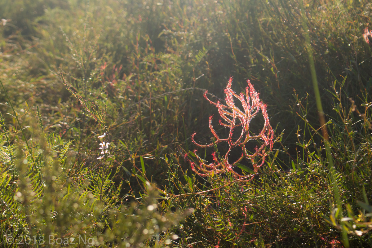 Drosera binata extrema in the wild - 77 points! - Fierce Flora