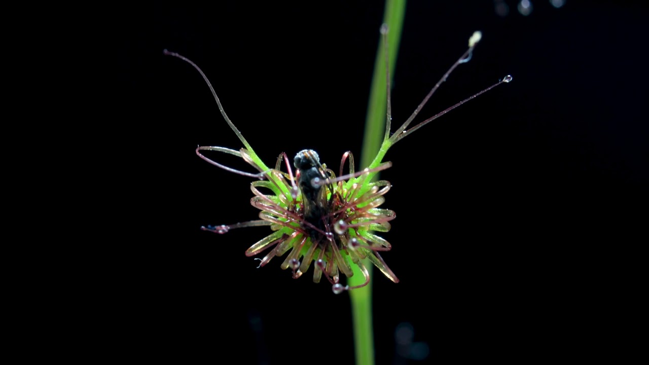 Drosera gracilis time-lapse - Fierce Flora