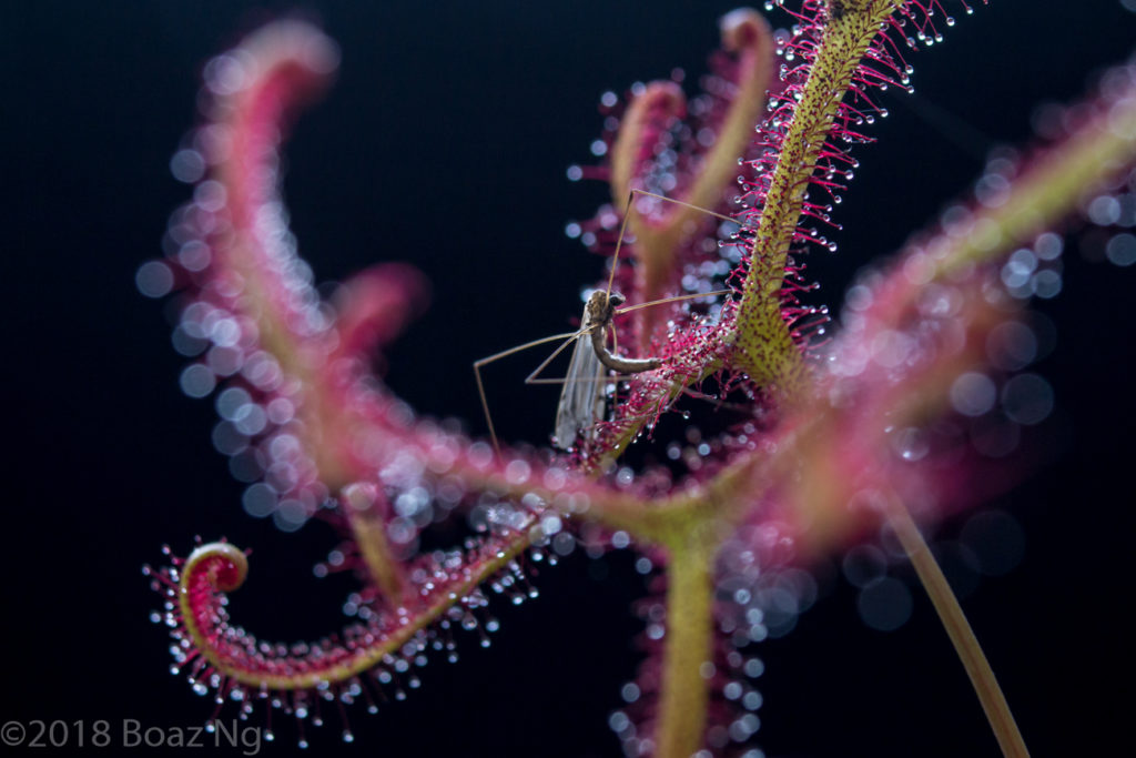 Drosera menziesii Species Profile - Fierce Flora