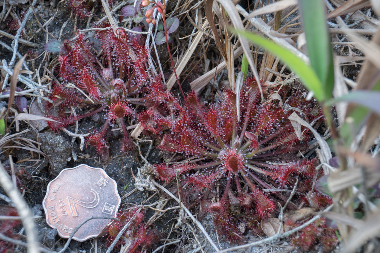Plants in the Wild: Drosera oblanceolata and its Hybrids - Fierce Flora