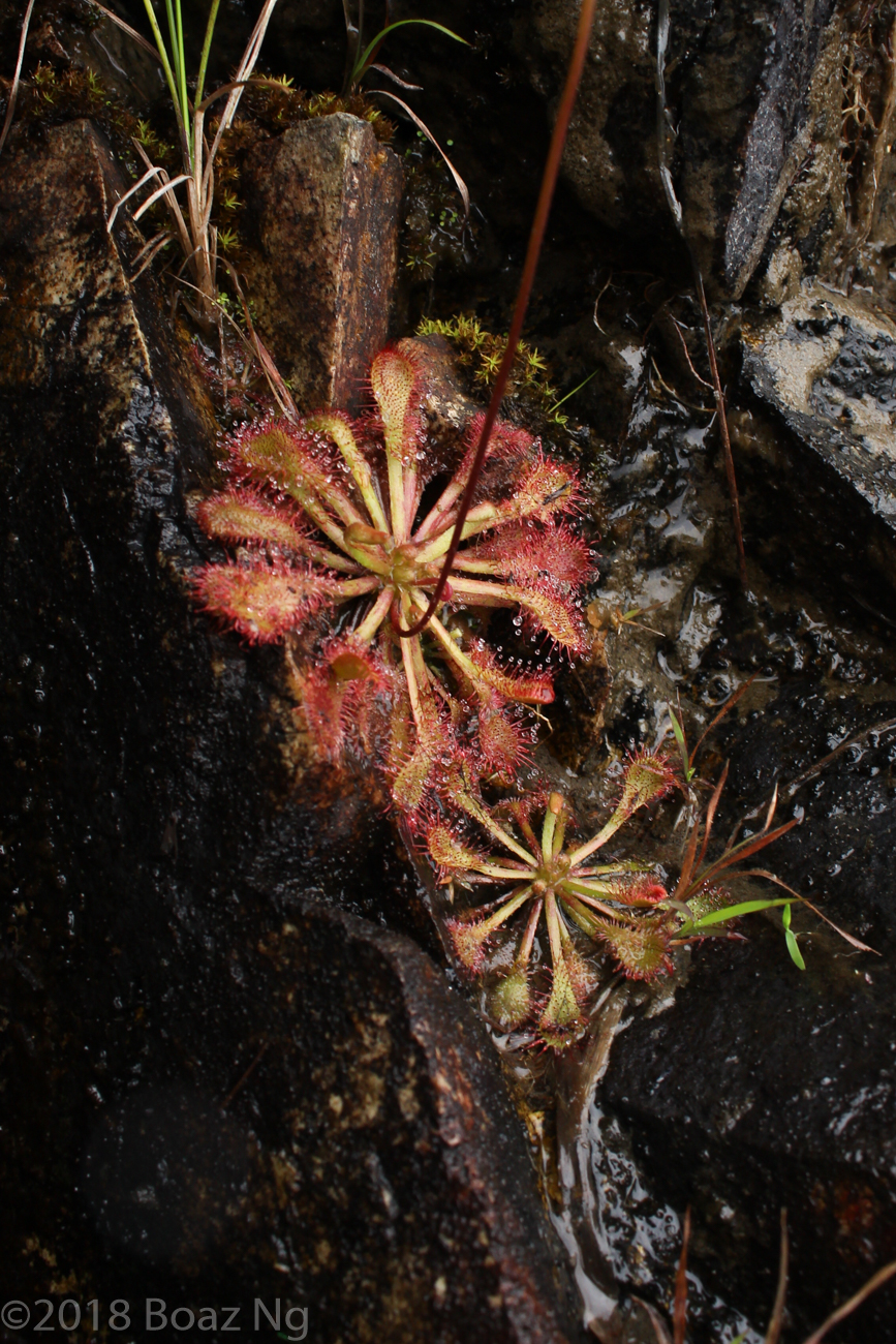 Plants in the Wild: Drosera oblanceolata and its Hybrids - Fierce Flora
