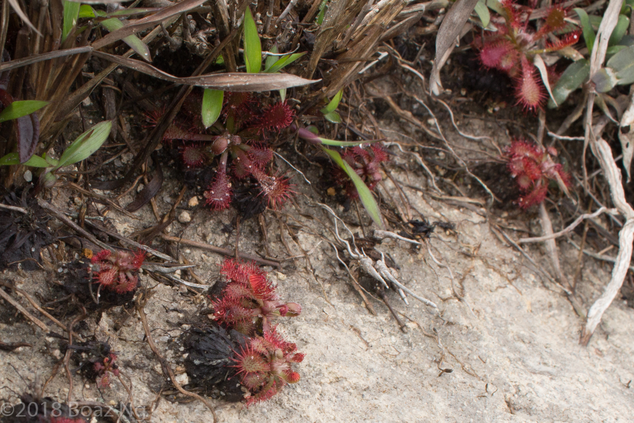 Plants in the Wild: Drosera oblanceolata and its Hybrids - Fierce Flora