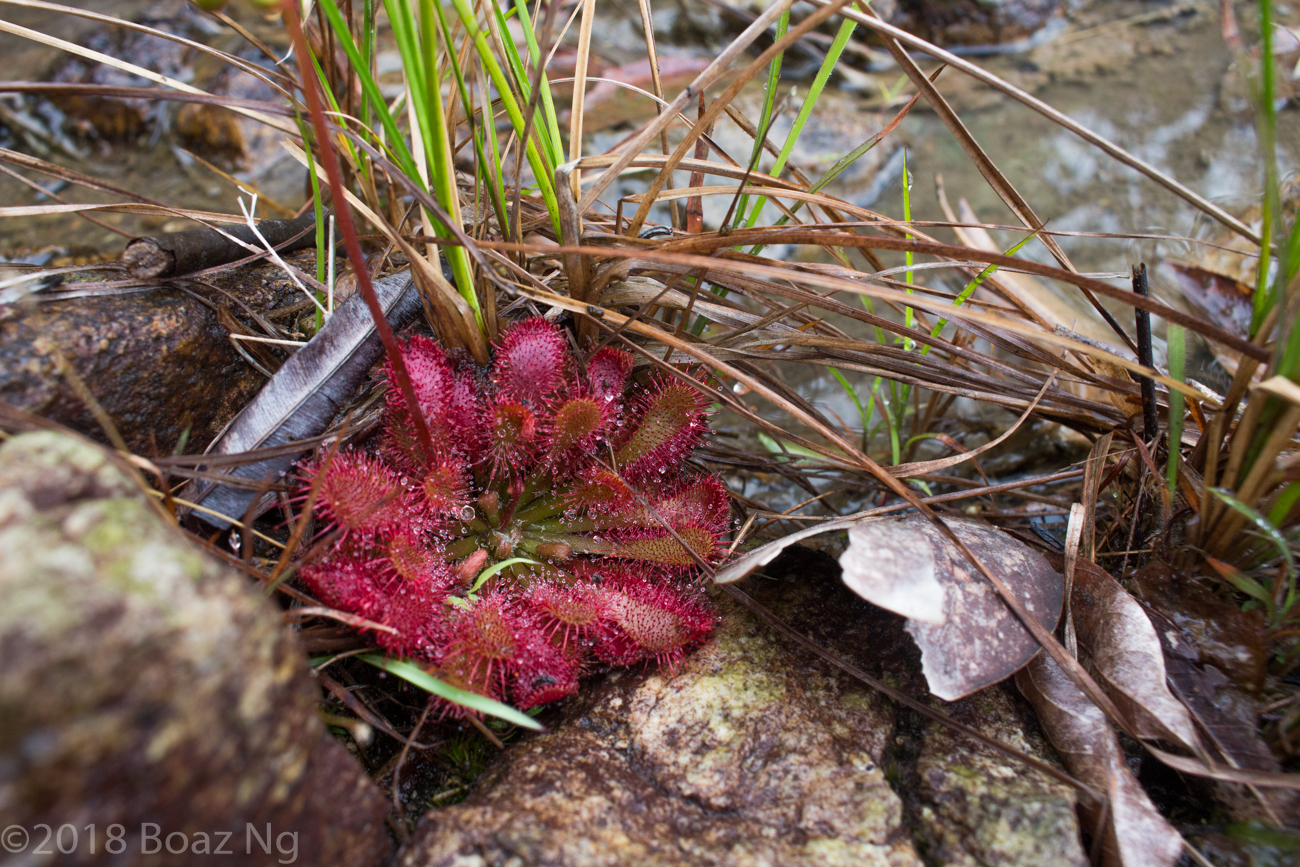 Plants in the Wild: Drosera oblanceolata and its Hybrids - Fierce Flora