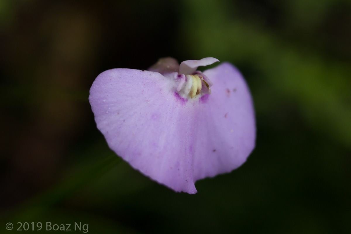 Variation in Utricularia uniflora - Fierce Flora