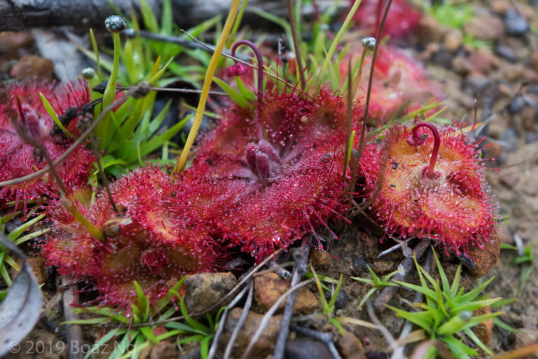 Wild Australian Drosera Species A-Z - Fierce Flora