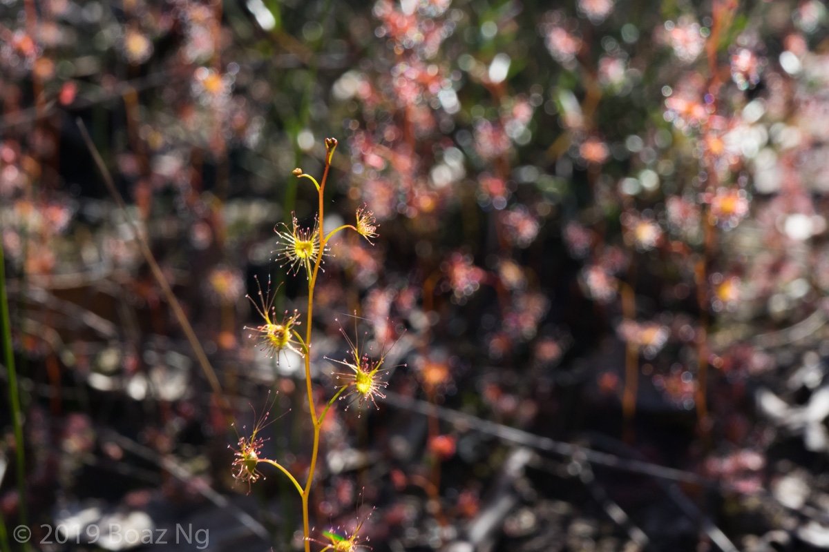 Drosera peltata in Sydney - Fierce Flora