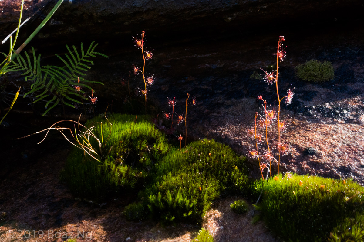 Drosera peltata in Sydney - Fierce Flora