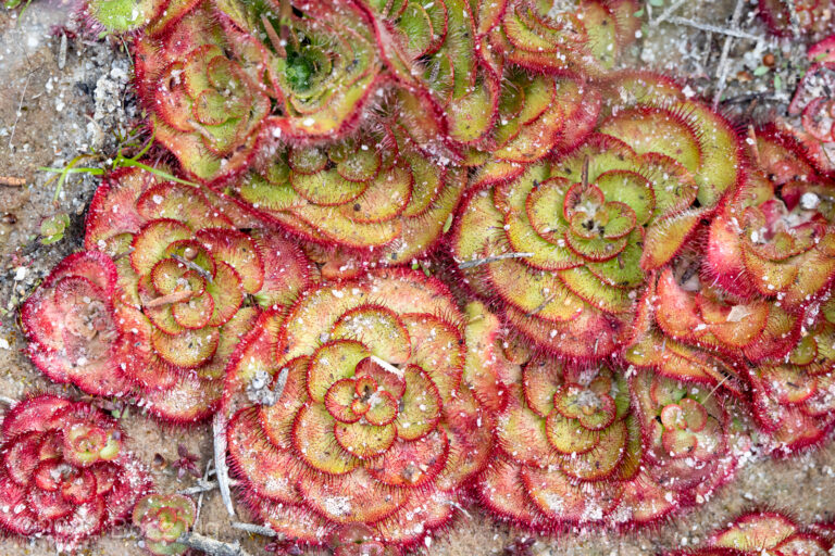 Drosera zonaria Species Profile - Fierce Flora