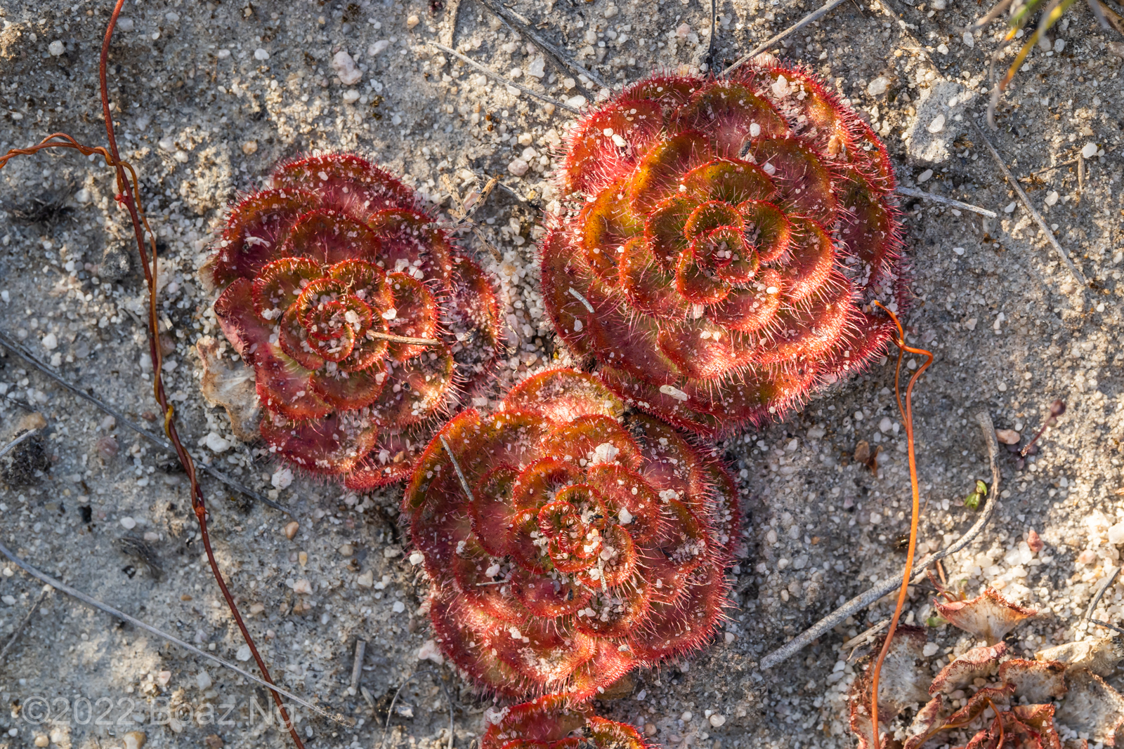 Drosera zonaria Species Profile - Fierce Flora
