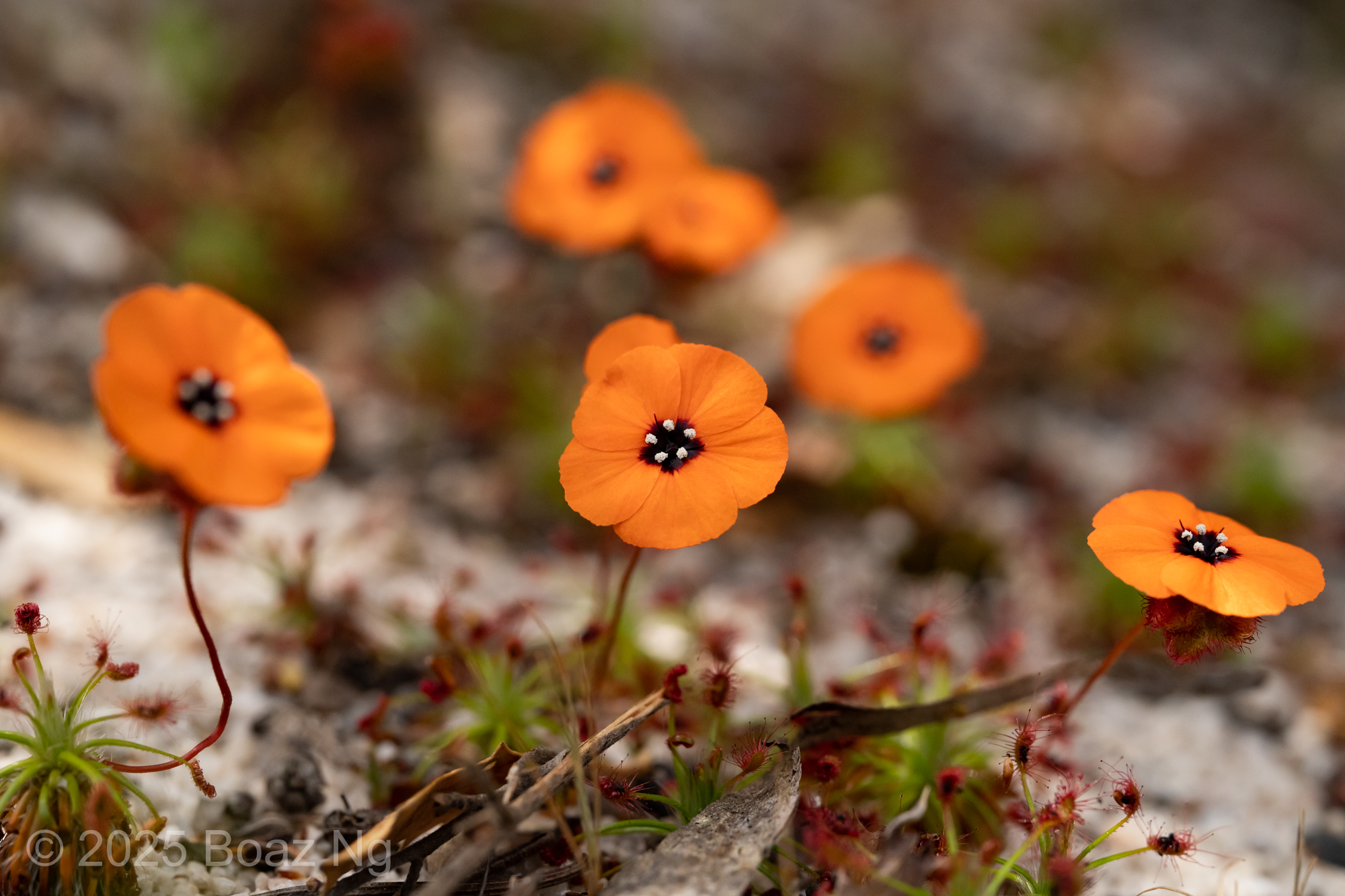 Drosera barbigera Species Profile - Fierce Flora