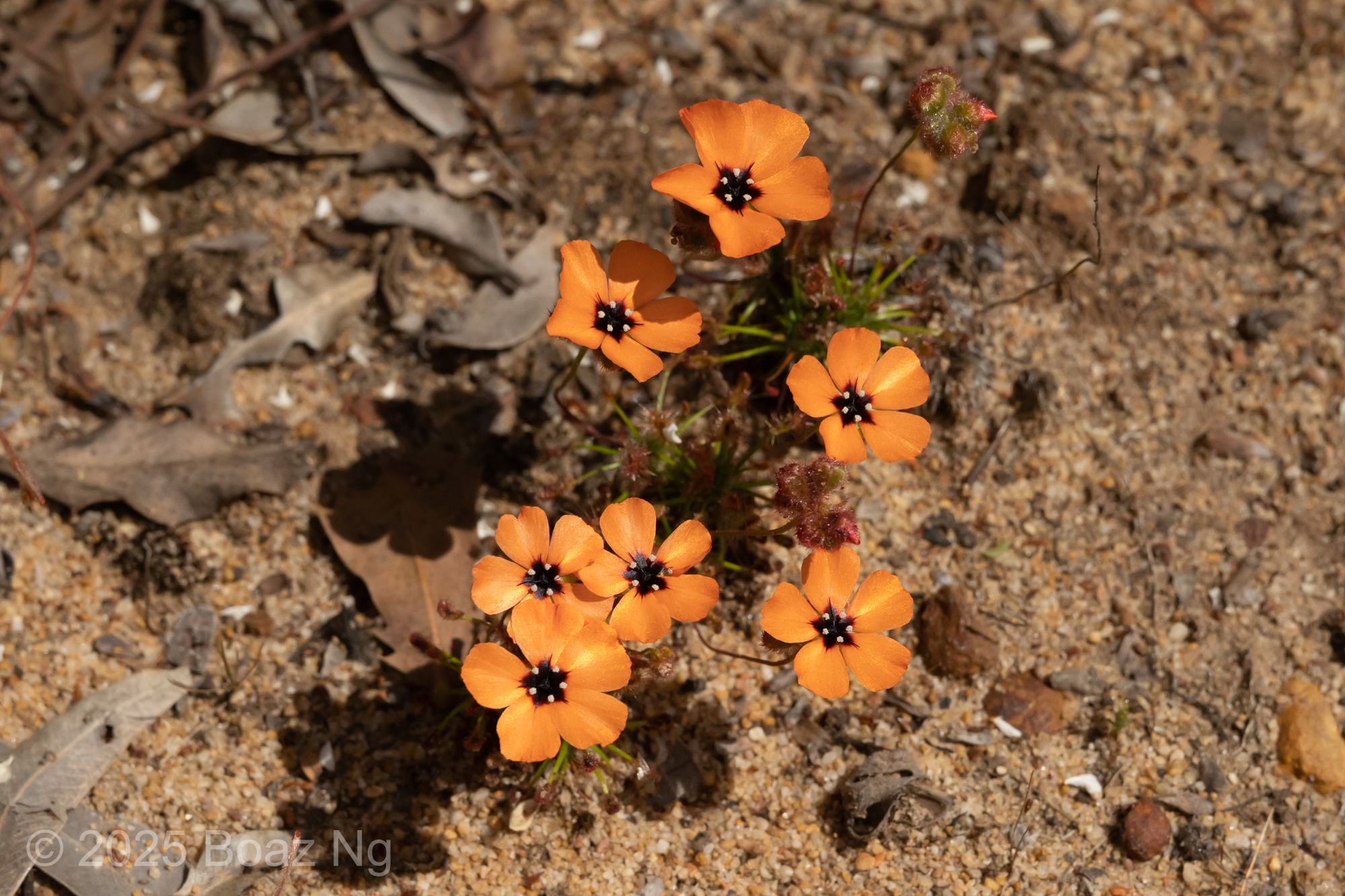 Drosera barbigera Species Profile - Fierce Flora