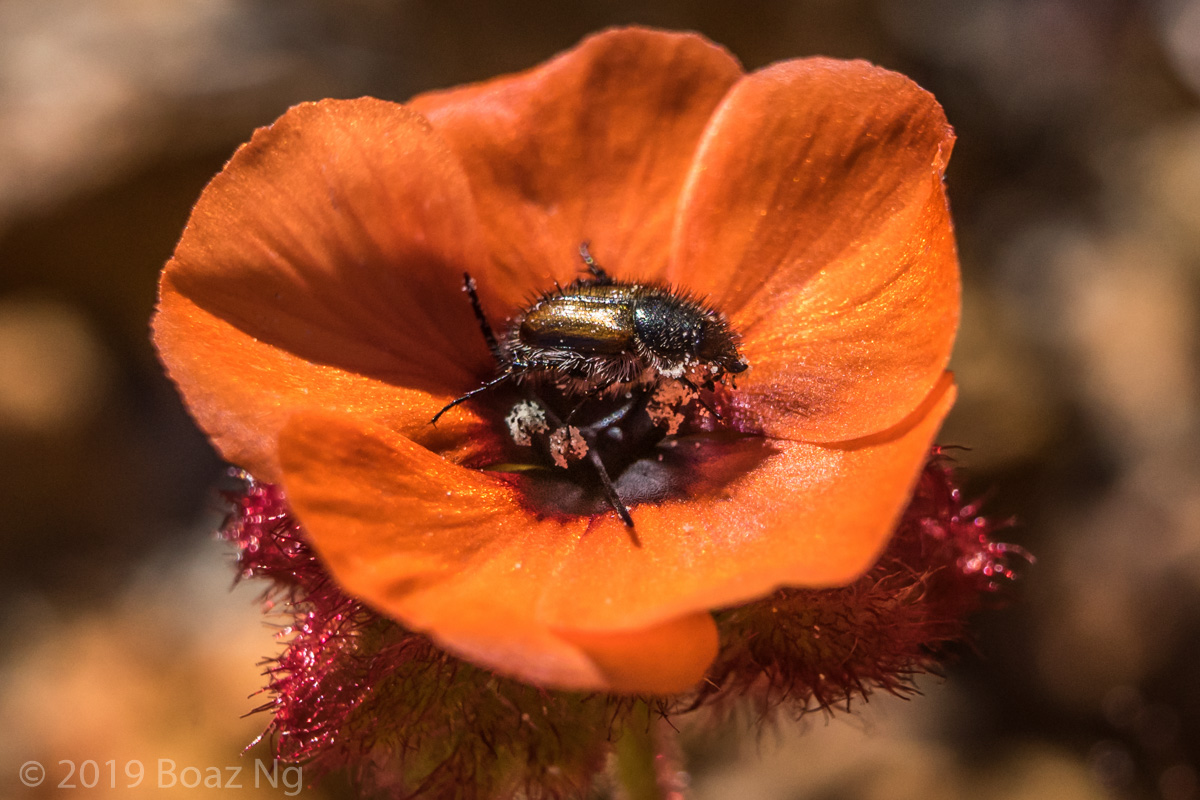 Drosera barbigera Species Profile - Fierce Flora