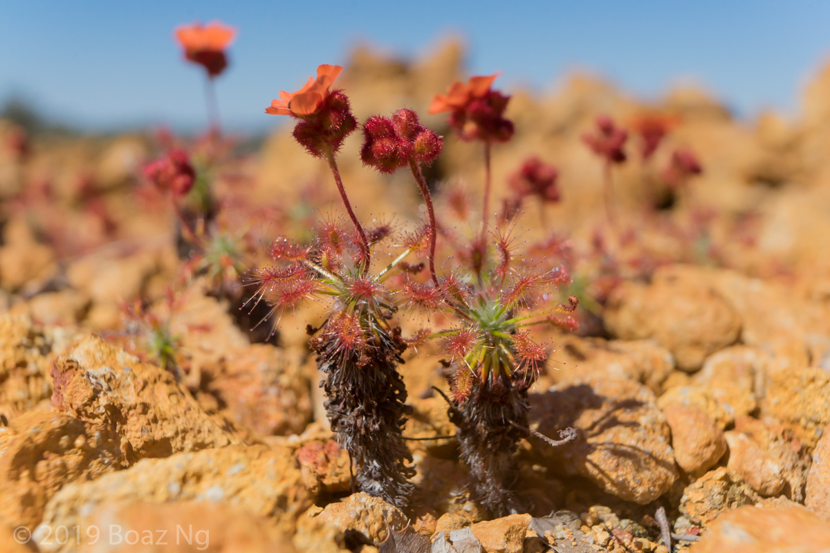 Wild Australian Drosera Species A-Z - Fierce Flora