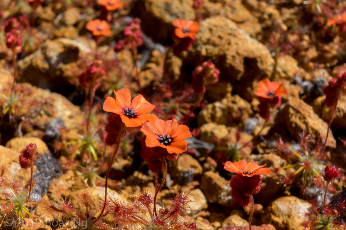 Drosera barbigera Species Profile - Fierce Flora