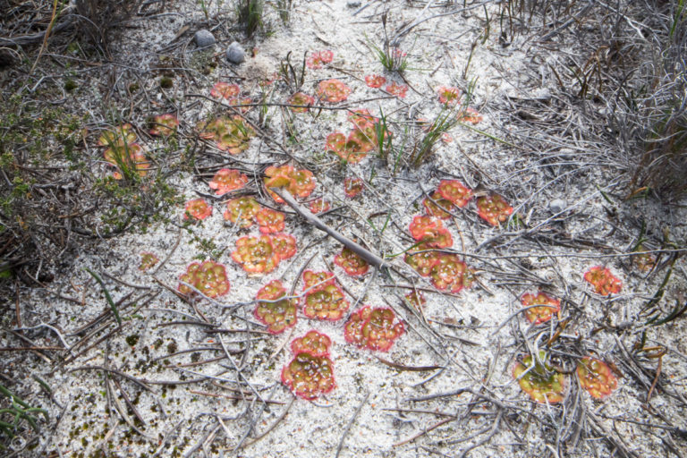 Drosera zonaria Species Profile - Fierce Flora
