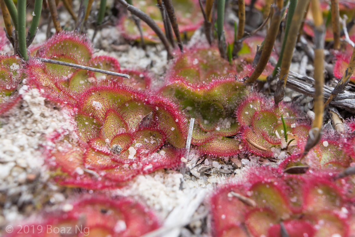 Drosera zonaria Species Profile - Fierce Flora