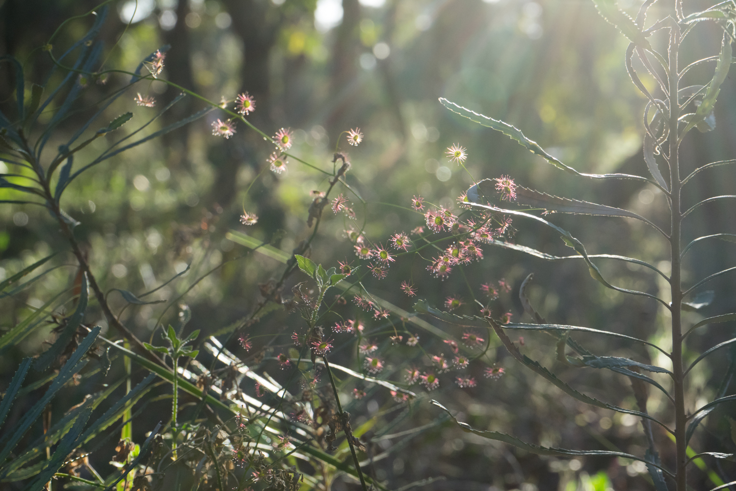 Drosera pallida Species Profile - Fierce Flora