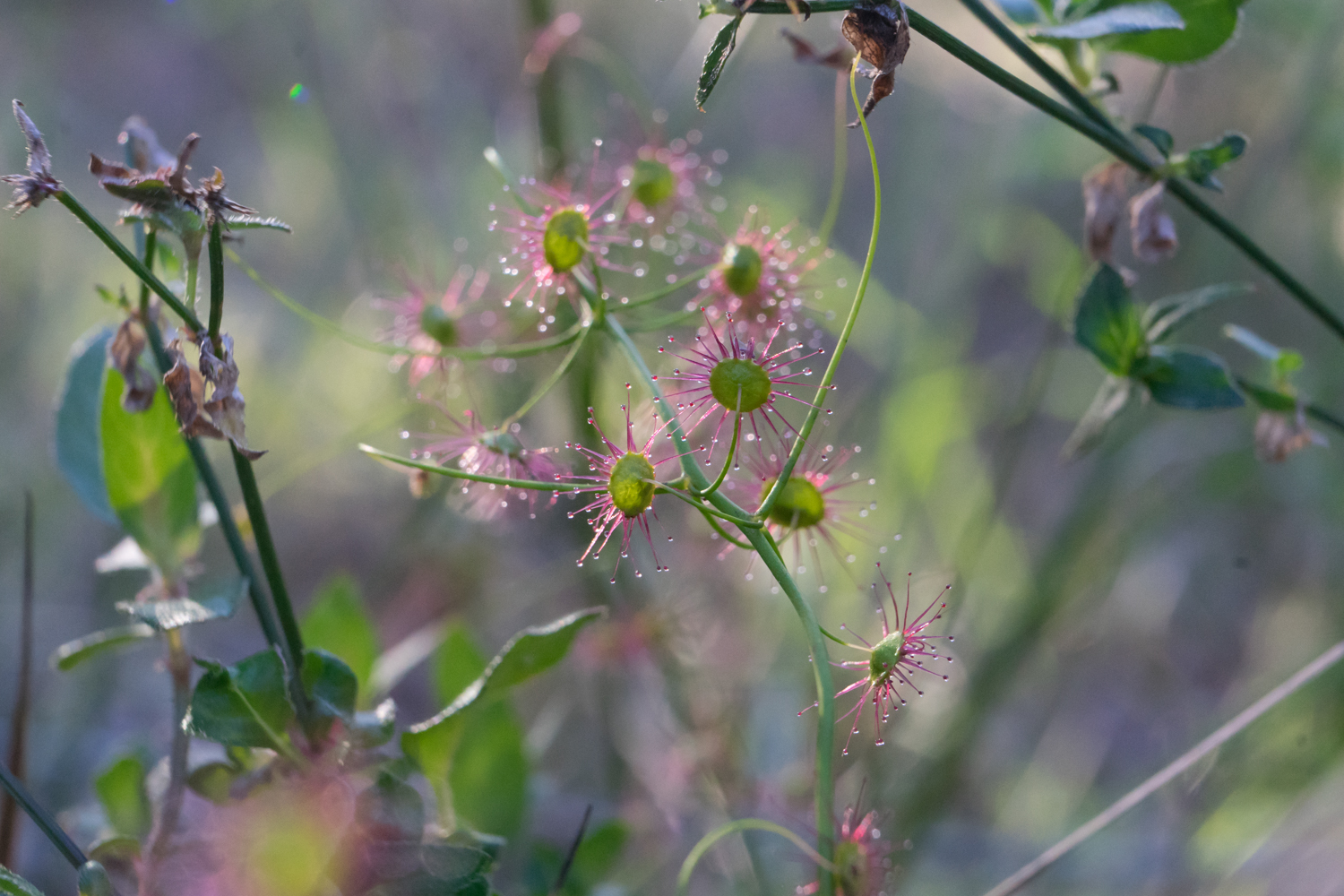 Drosera pallida Species Profile - Fierce Flora