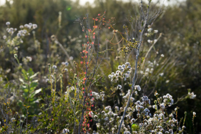 Drosera pallida Species Profile - Fierce Flora
