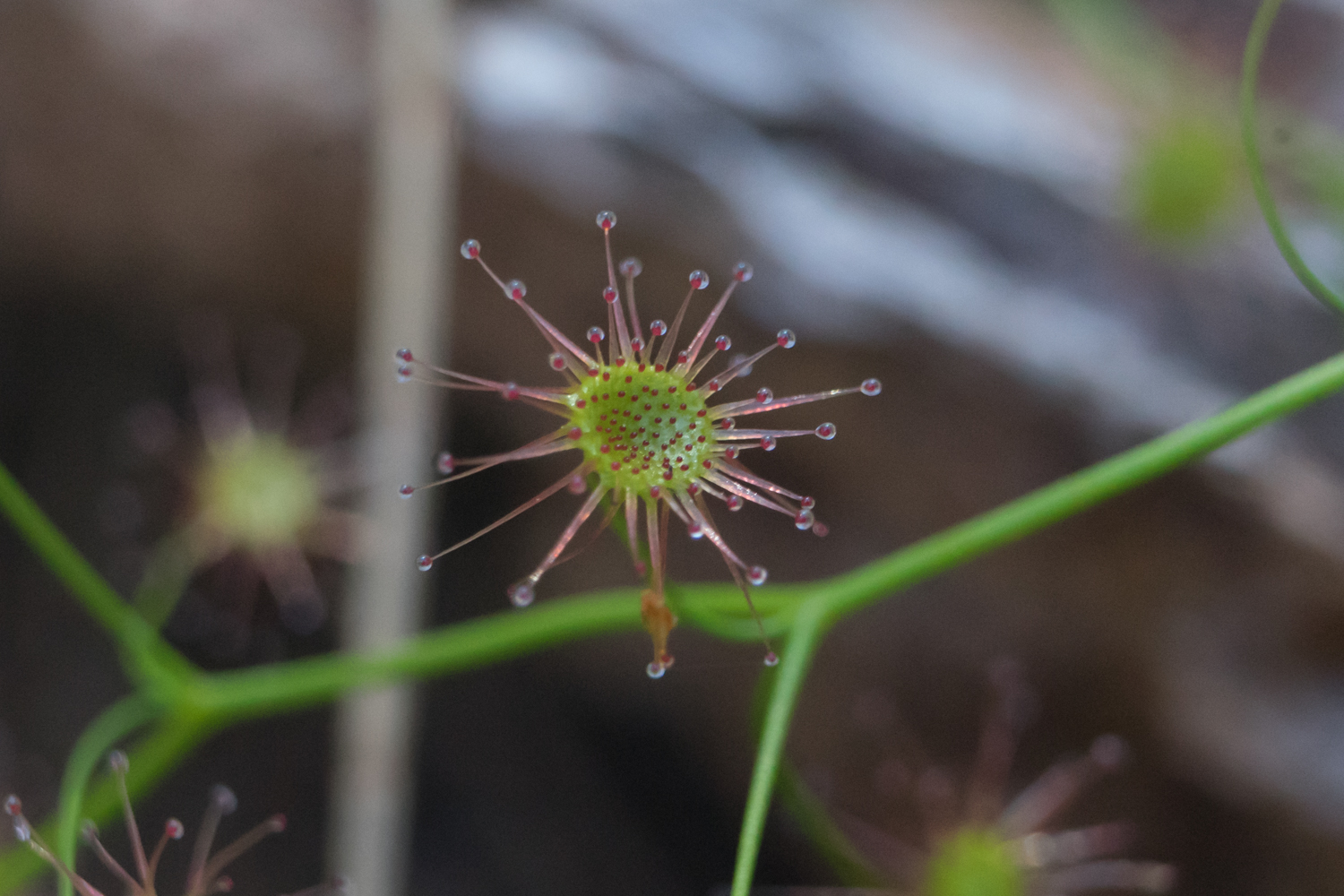Drosera pallida Species Profile - Fierce Flora