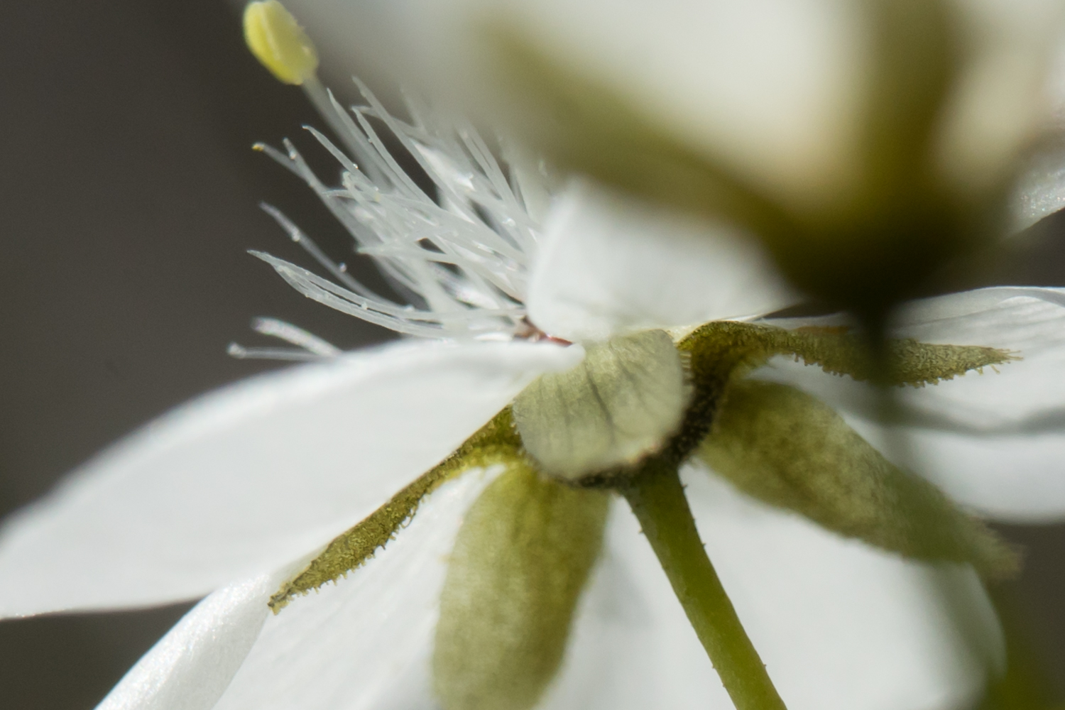 Drosera pallida Species Profile - Fierce Flora
