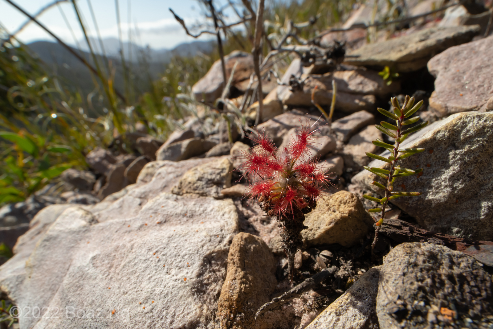 Drosera gibsonii Species Profile - Fierce Flora
