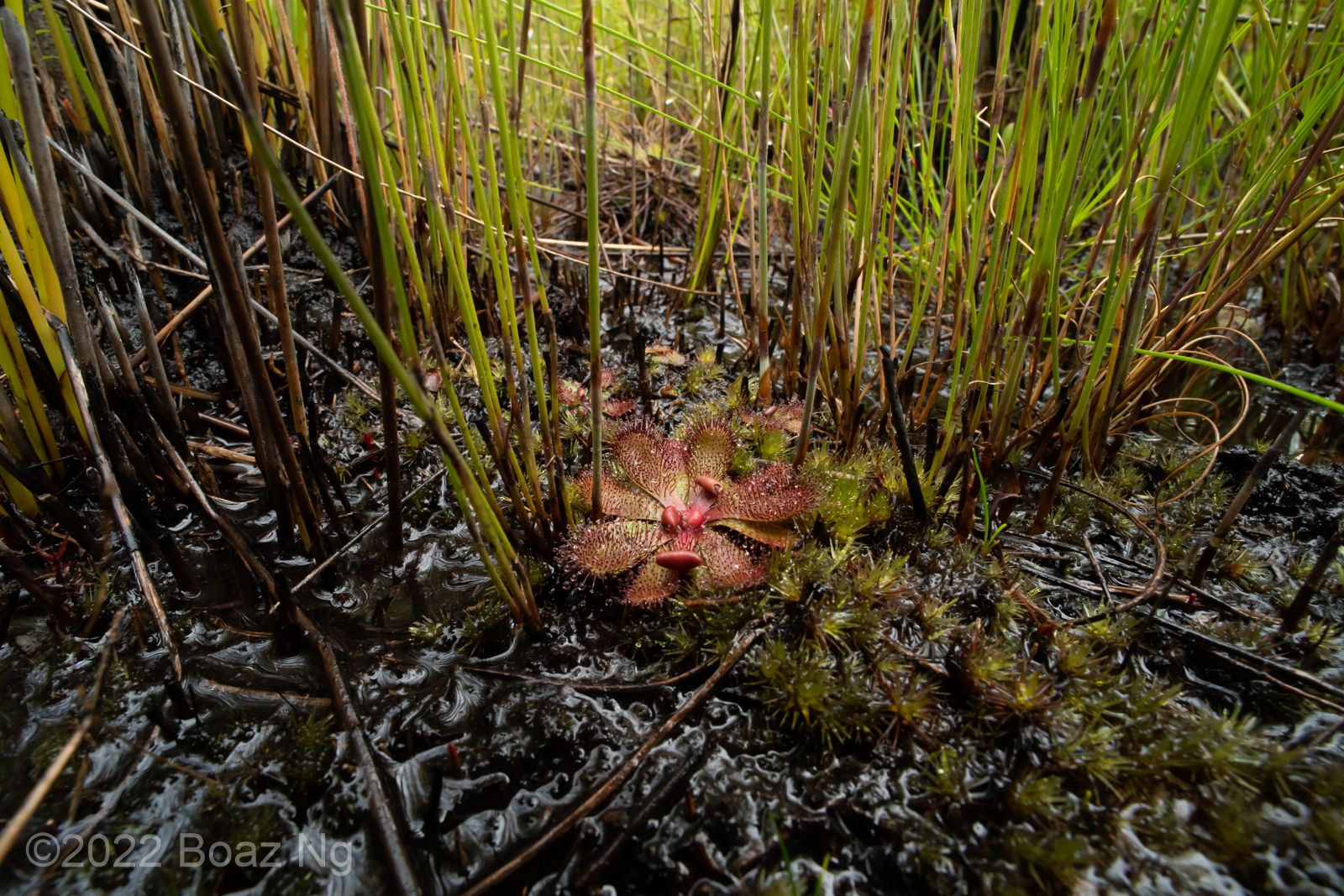 Drosera hamiltonii Species Profile - Fierce Flora