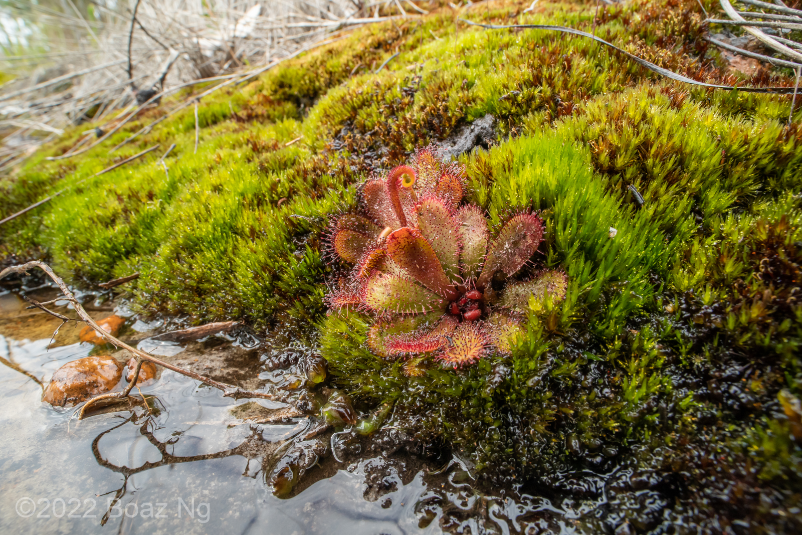 Drosera hamiltonii Species Profile - Fierce Flora