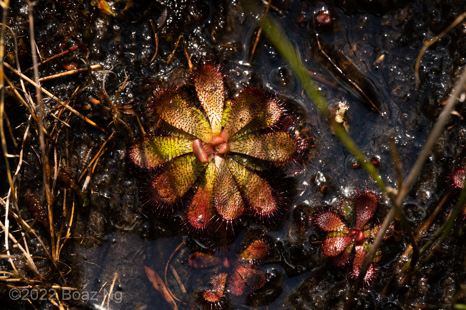 Drosera hamiltonii Species Profile - Fierce Flora