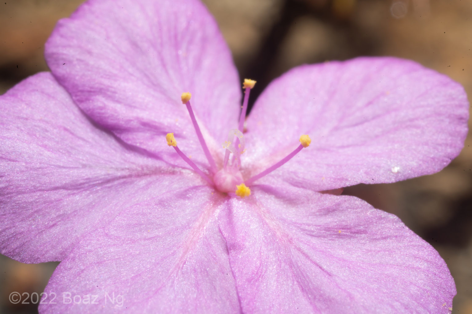 Drosera gibsonii Species Profile - Fierce Flora