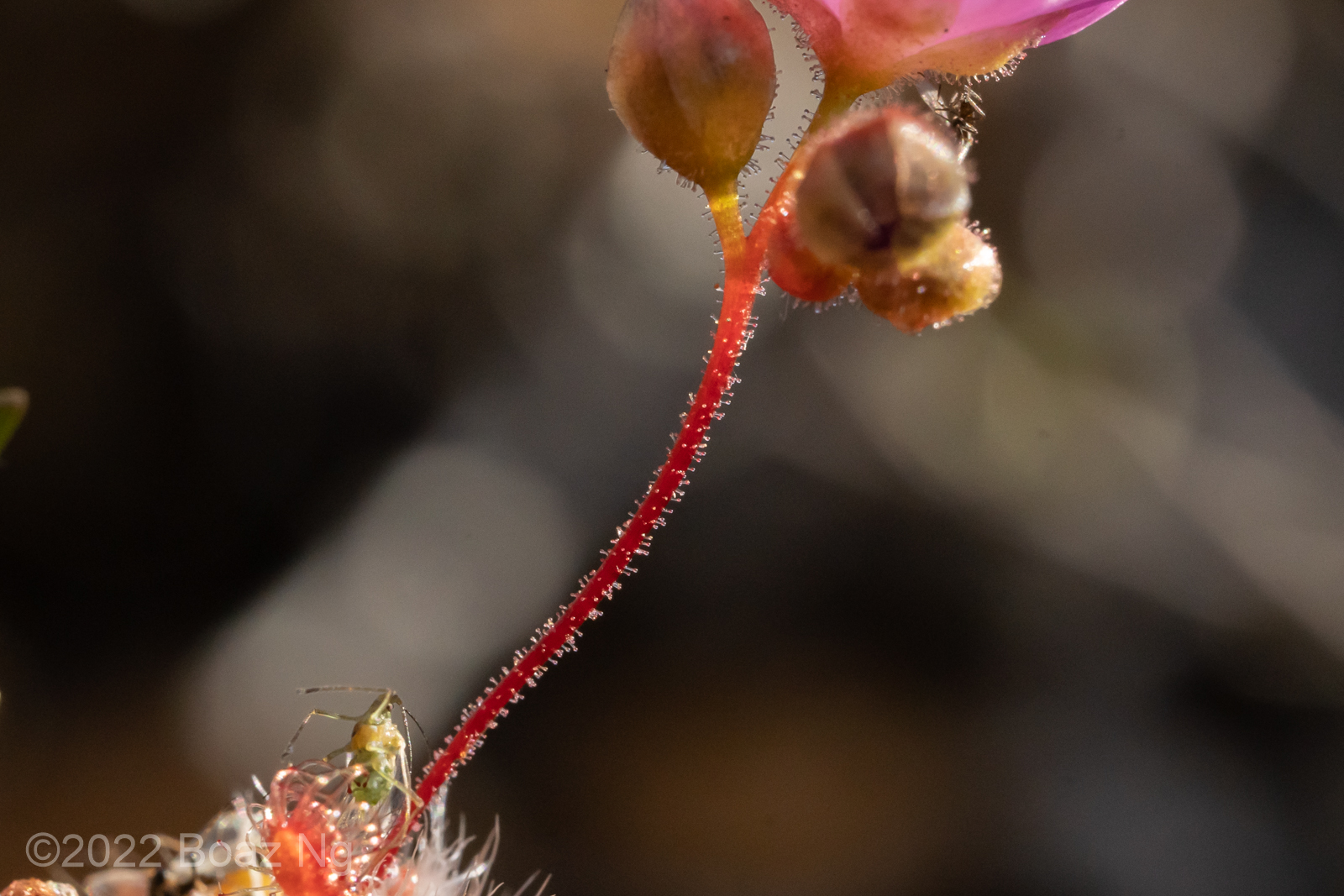 Drosera gibsonii Species Profile - Fierce Flora