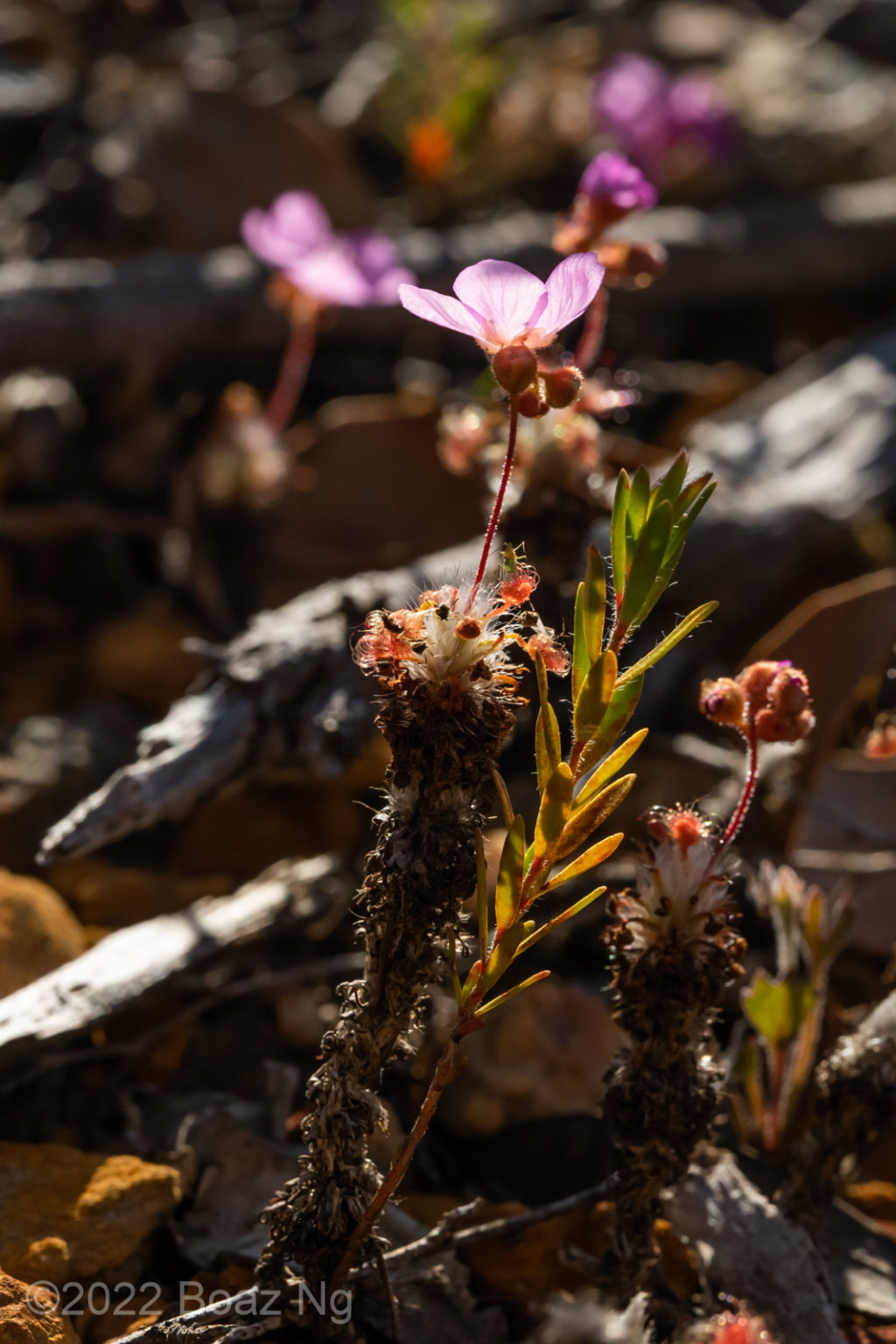 Drosera gibsonii Species Profile - Fierce Flora