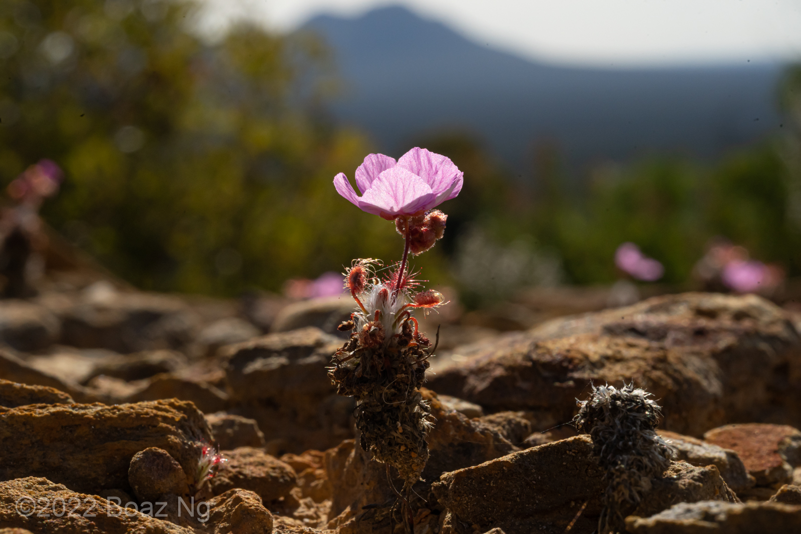 Drosera gibsonii Species Profile - Fierce Flora