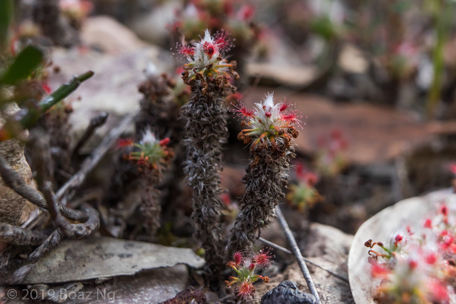 Drosera gibsonii Species Profile - Fierce Flora
