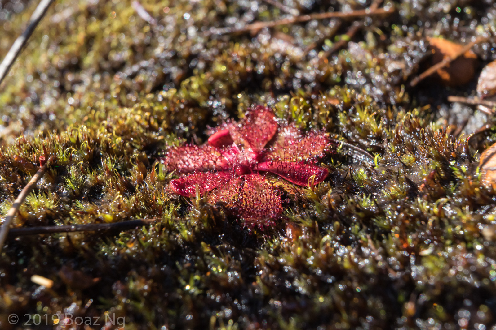 Drosera hamiltonii Species Profile - Fierce Flora