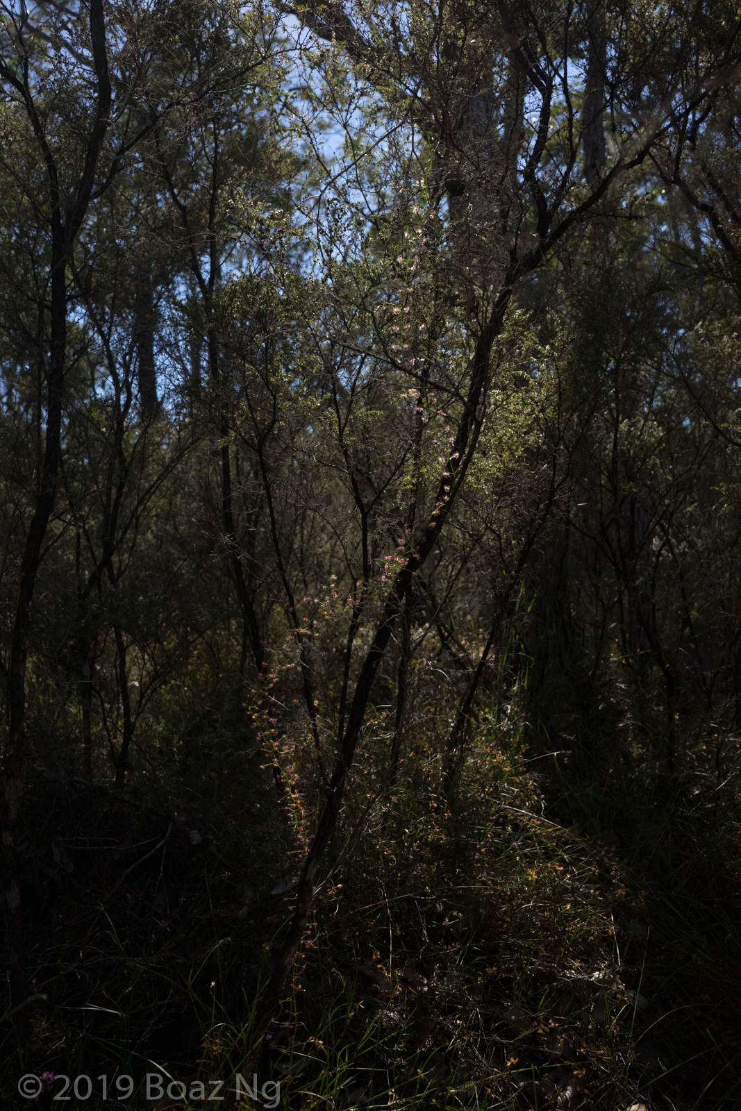 Drosera pallida Species Profile - Fierce Flora