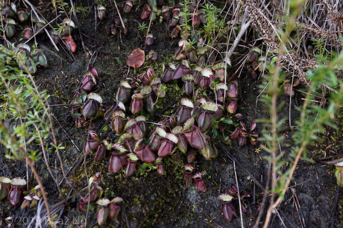Plants in the wild: Cephalotus follicularis - Fierce Flora