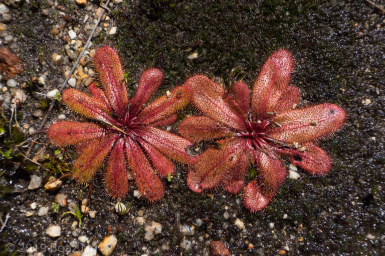 Wild Australian Drosera Species A-Z - Fierce Flora