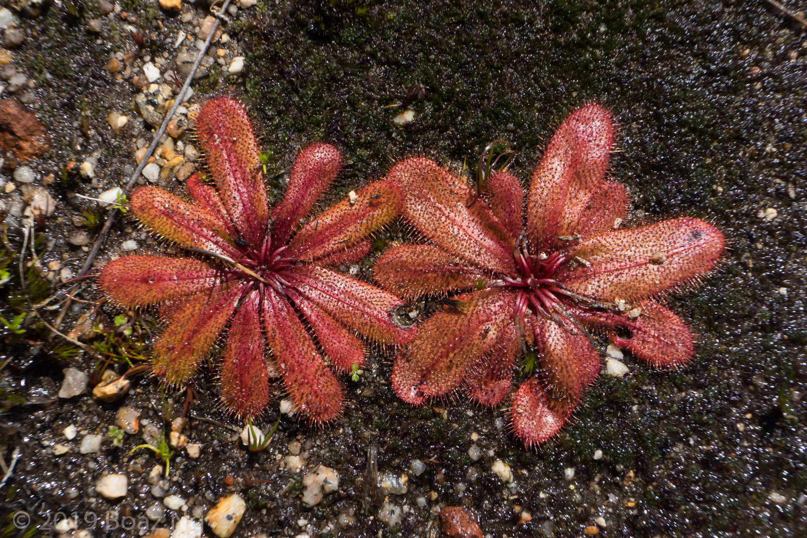 Wild Australian Drosera Species A-Z - Fierce Flora