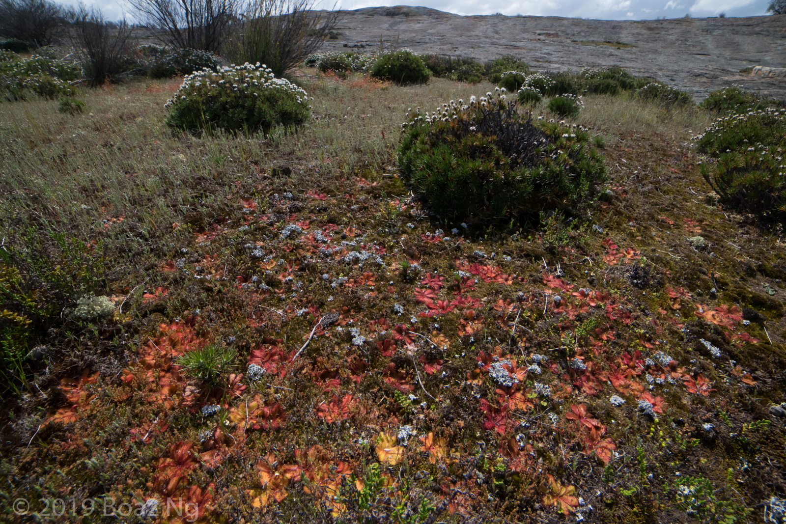 Drosera bulbosa Species Profile - Fierce Flora