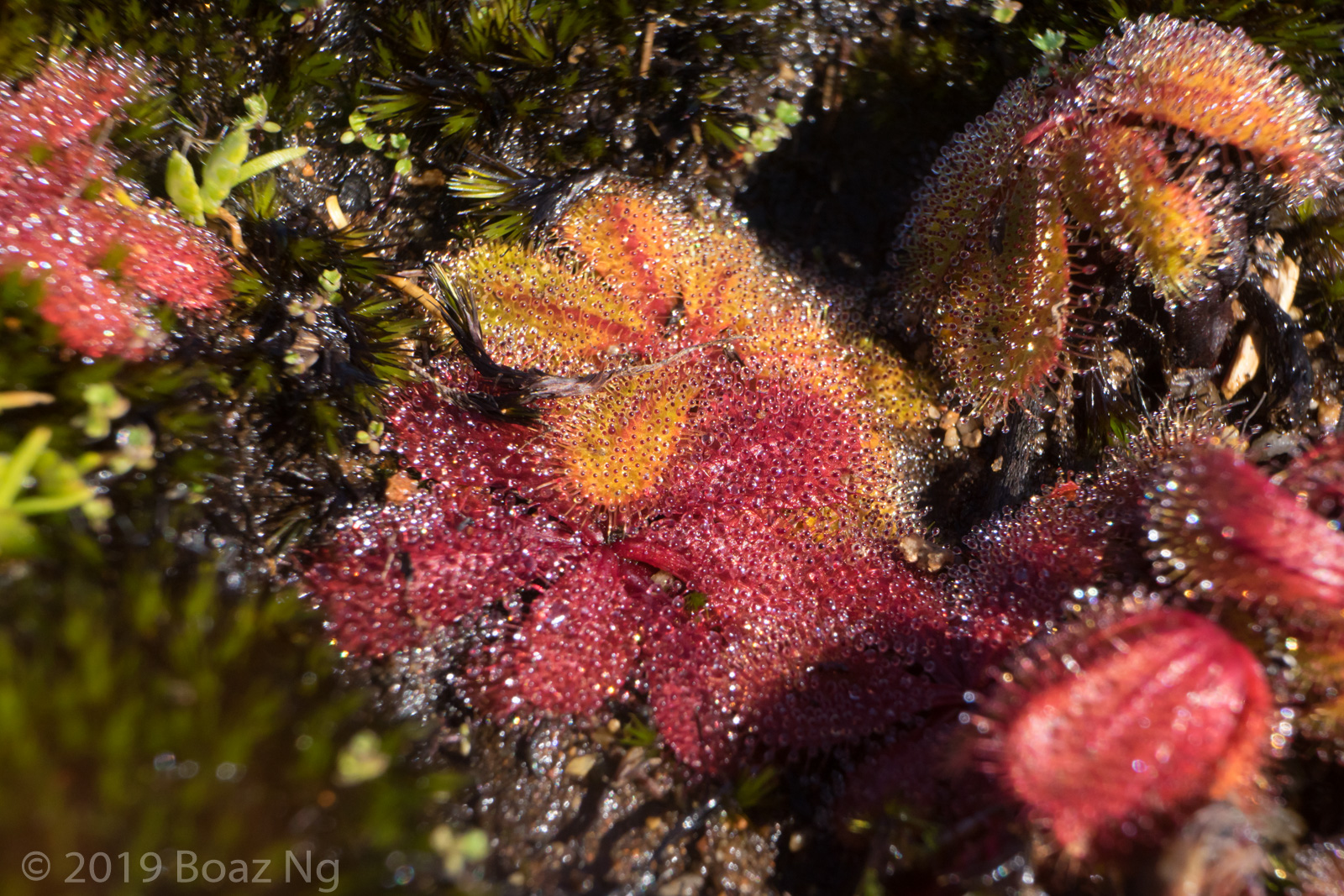 Drosera bulbosa Species Profile - Fierce Flora