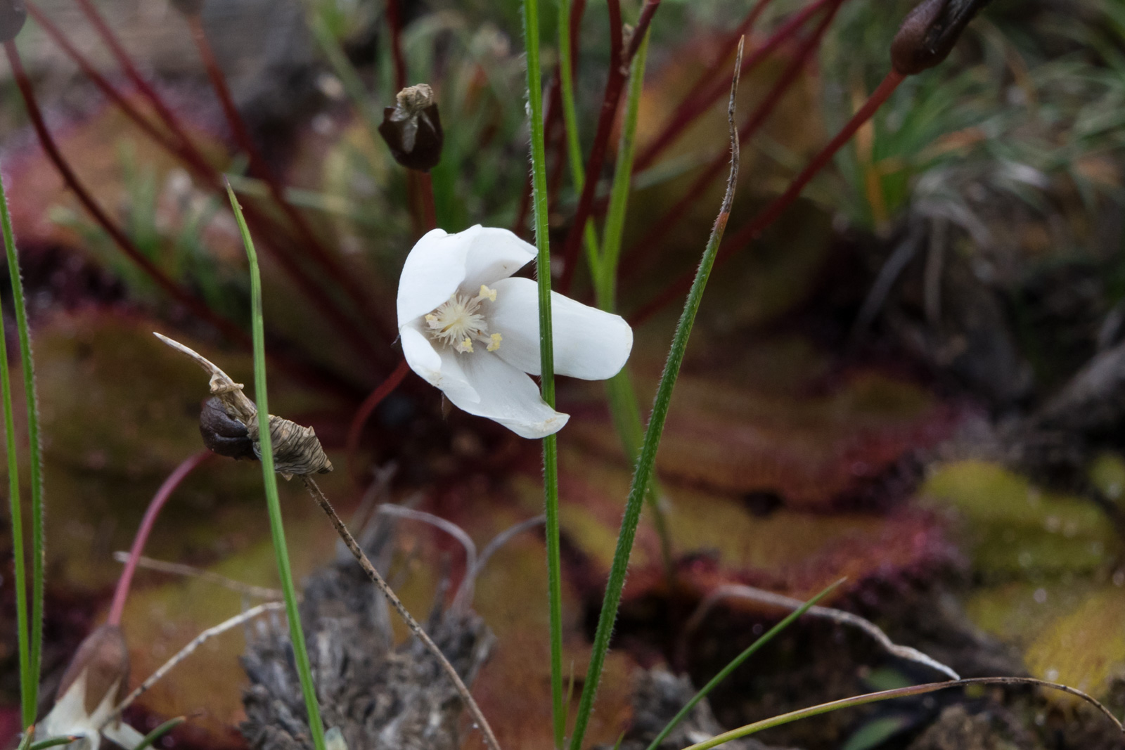Drosera monantha Species Profile - Fierce Flora